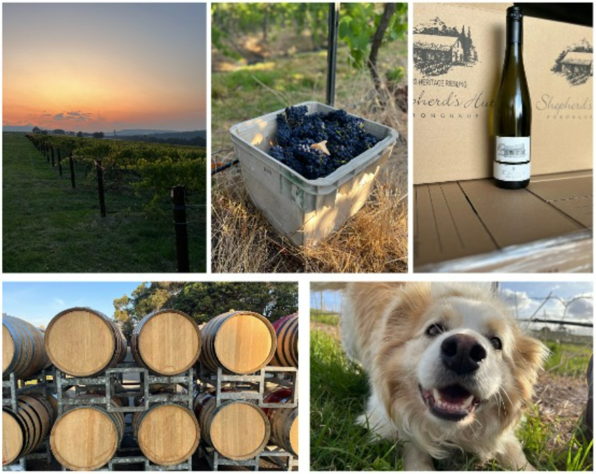 Buy Shepherd's Hut Chardonnay 2024 😍 New Release